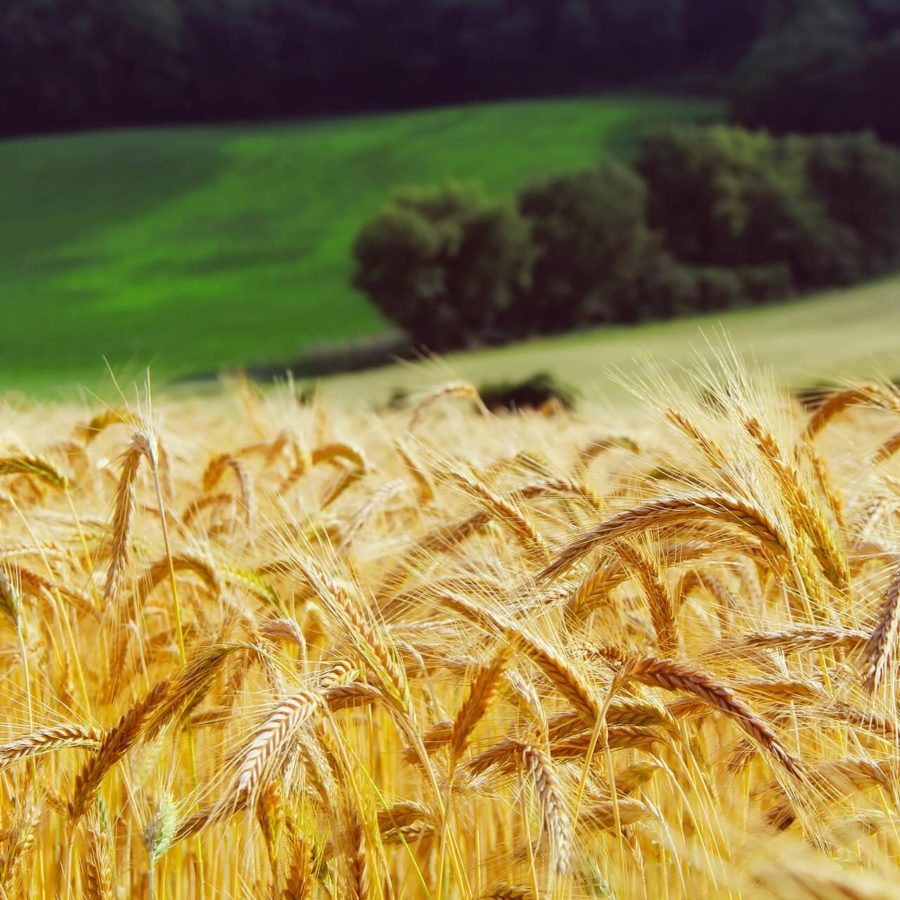 Personal Giving Plan – Systematic Benevolence in the New Millennium